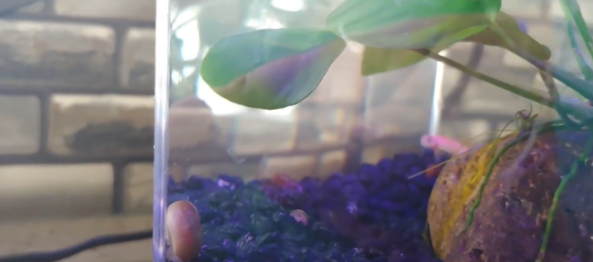 Can You Have a Fish Tank in an RV? - RVProfy